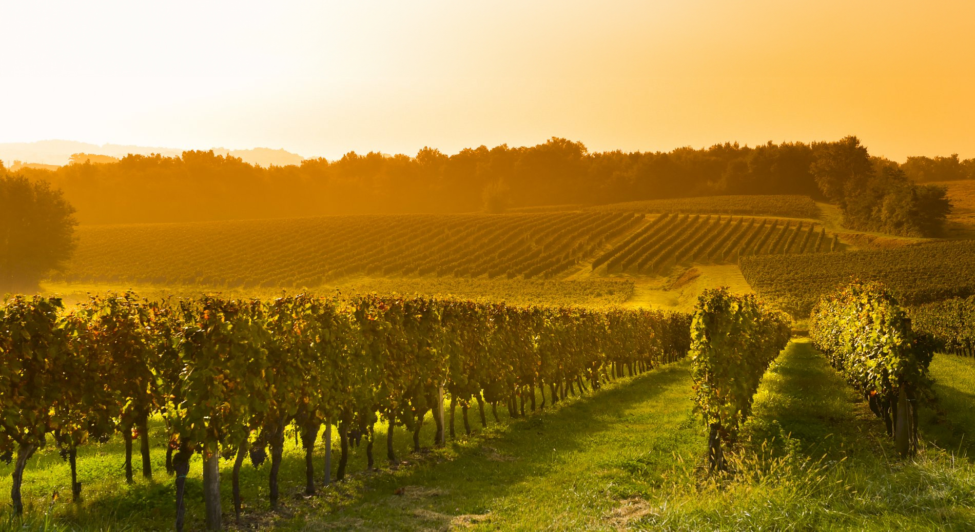 FESTUS.PL | sklep z winem